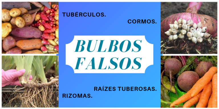 O que é Bulbos e Como eles Podem Facilitar os Cuidados no Jardim?