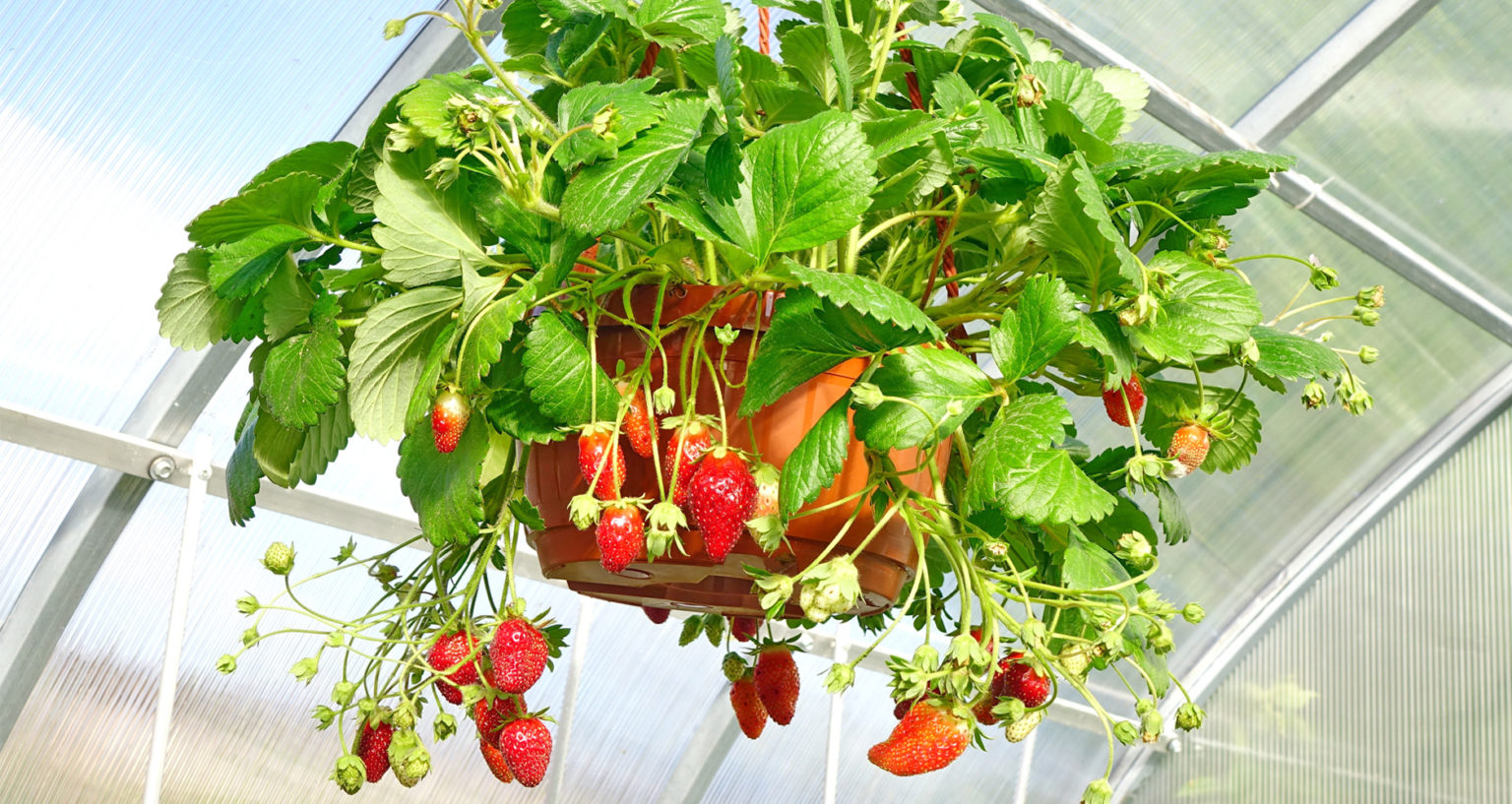 6 Dicas Fáceis para Aprender Como Plantar Morango em Vaso.