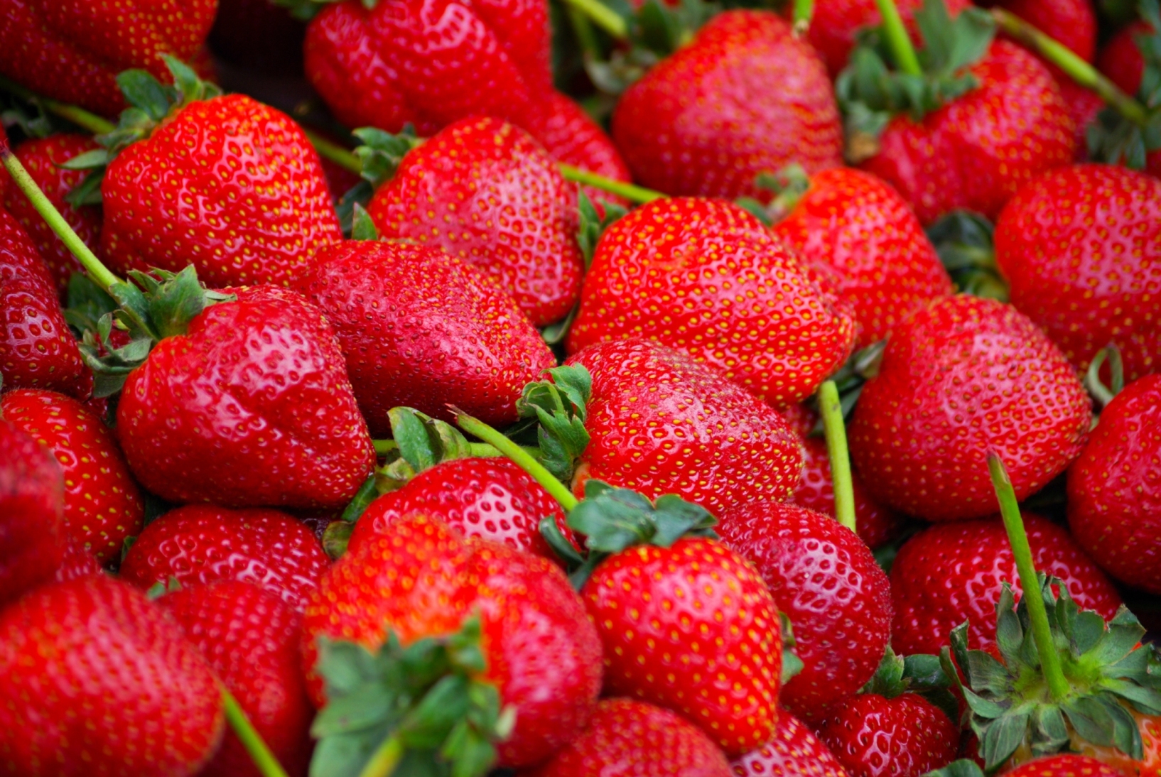 6 Dicas Fáceis para Aprender Como Plantar Morango em Vaso.