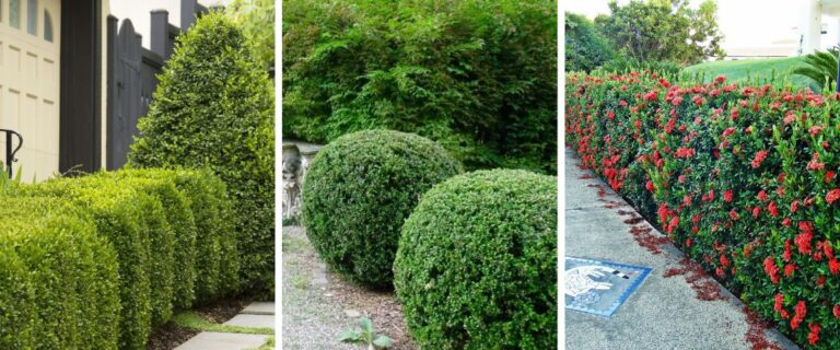 Tipos de Plantas para Fachada. Bônus de 31 Espécies