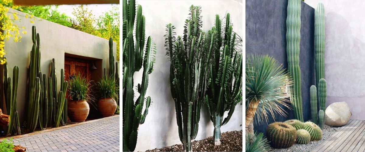 Tipos de Plantas para Fachada. Bônus de 31 Espécies