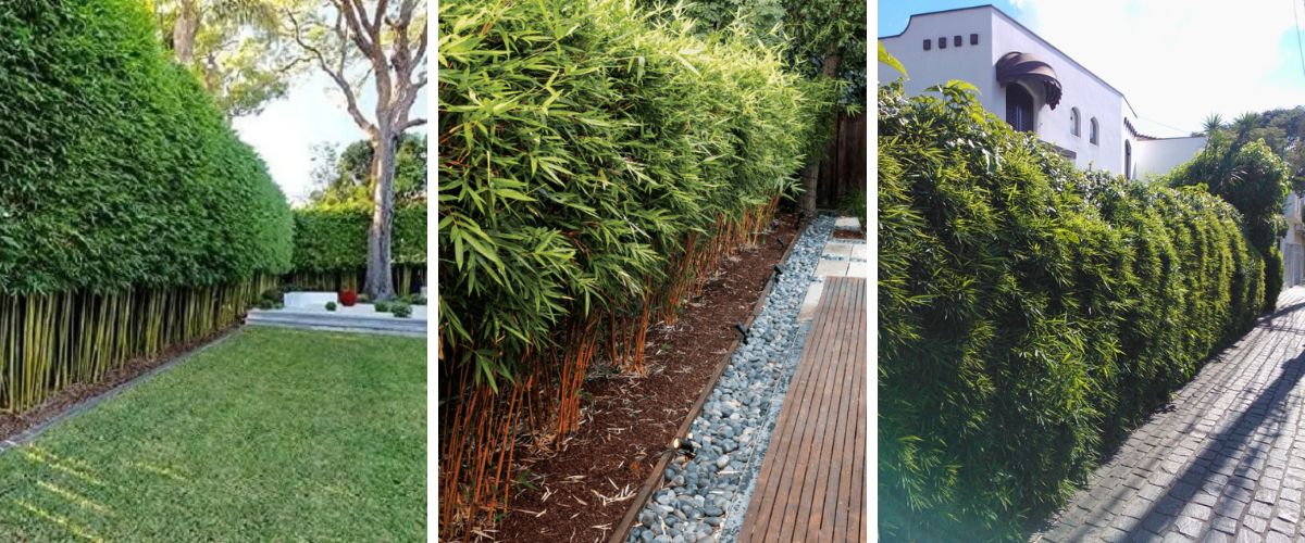Tipos de Plantas para Fachada. Bônus de 31 Espécies